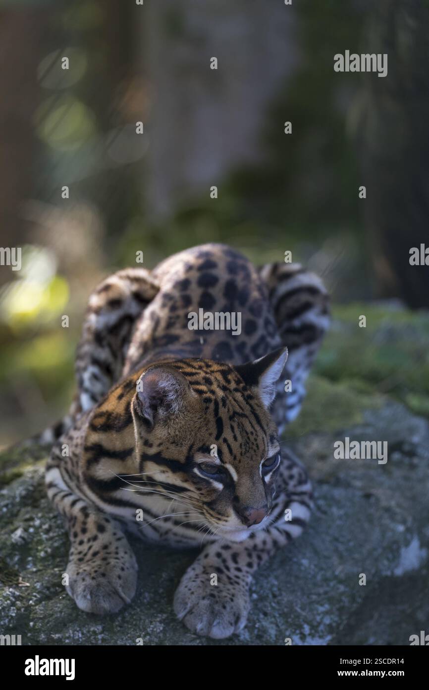 One female Ocelot, Leopardus pardalis, resting on a rock with dry and ...