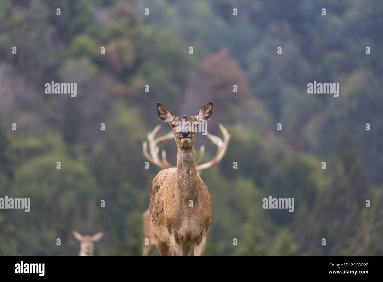 Female red deer standing on a meadow with a males antlers behind her ...