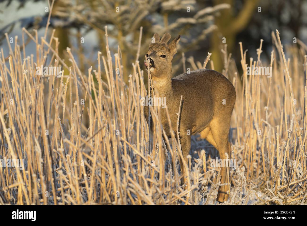Roe deer standing in hoar frosted dead stinging nettle at minus 15 °C ...