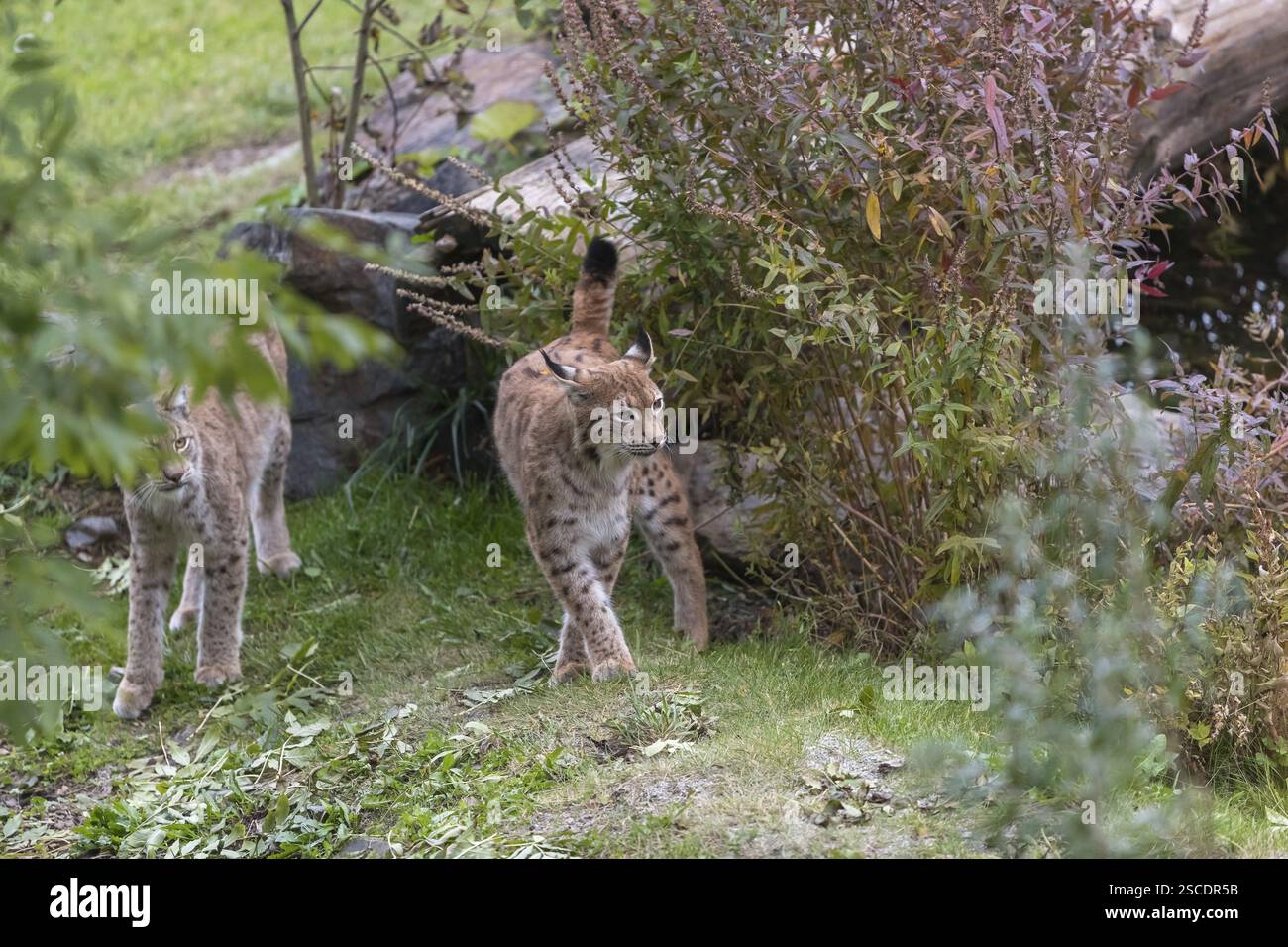 One Eurasian lynx, (Lynx lynx), walking between rocks and green ...