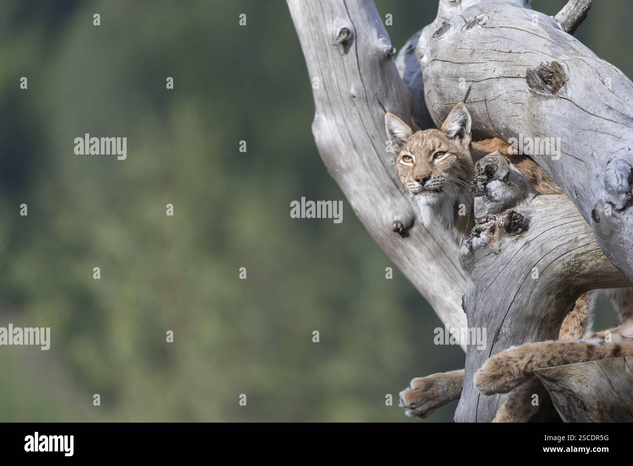 One Eurasian lynx, (Lynx lynx), standing high in a dead tree log ...
