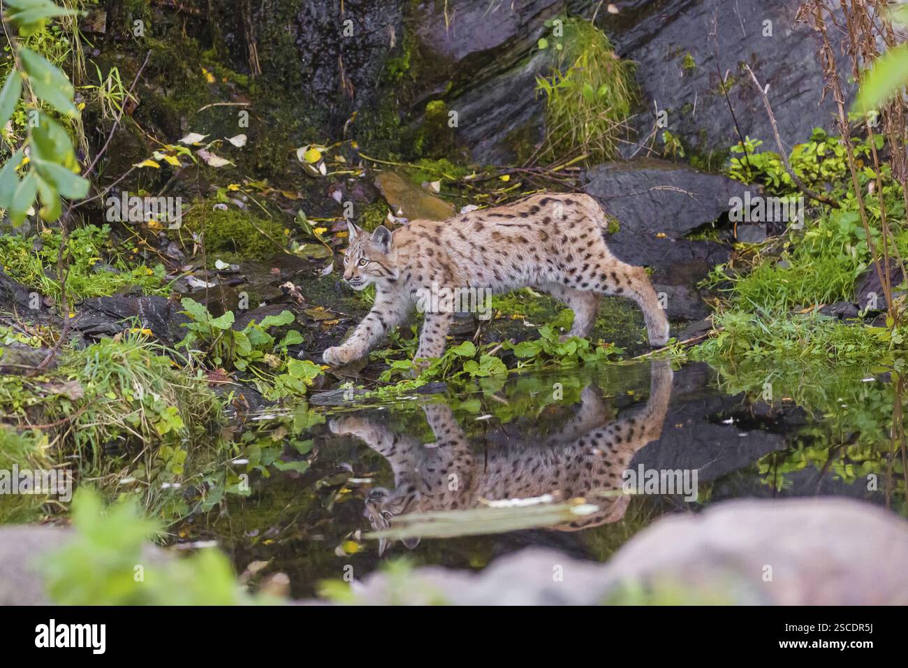 A Eurasian lynx, (Lynx lynx) runs between a small pond and a very small ...