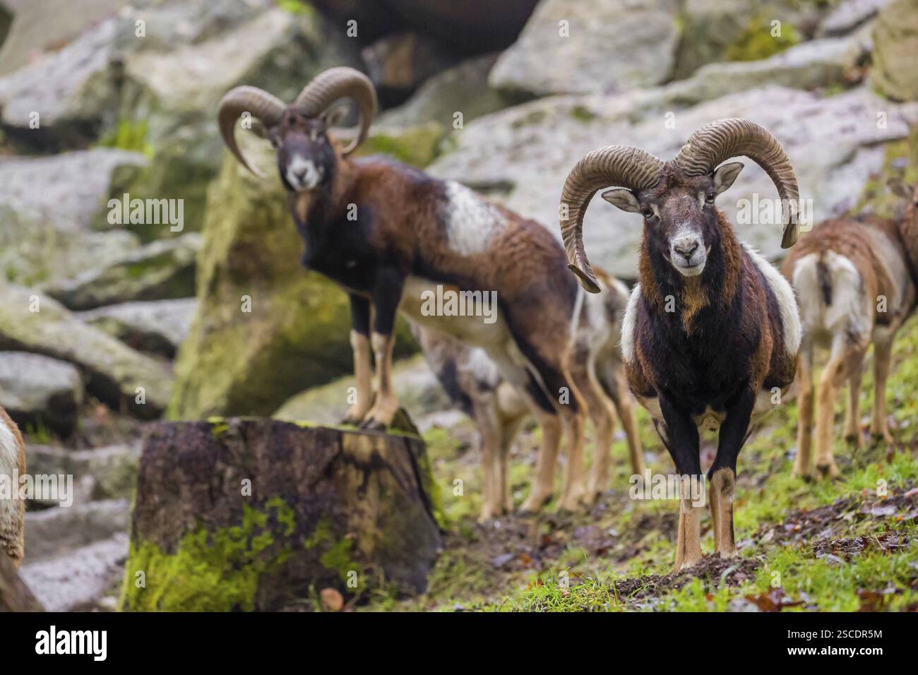 Two male European mouflons (Ovis aries musimon) stand on a rocky slope ...