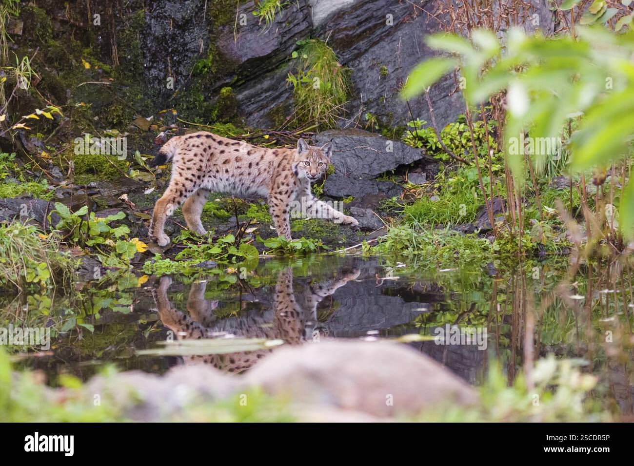 A Eurasian lynx, (Lynx lynx) runs between a small pond and a very small ...