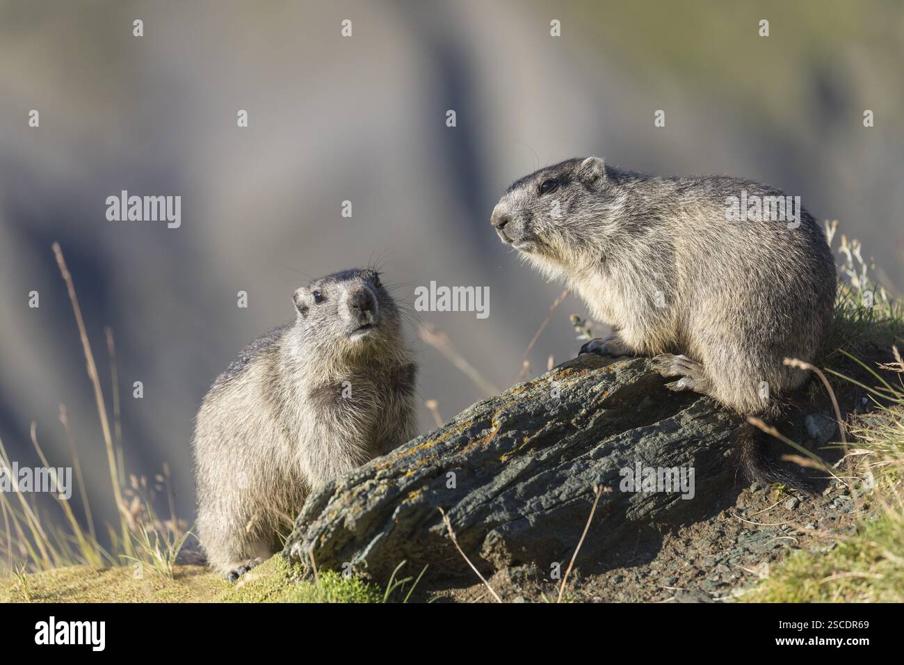 Two young Alpine Marmot, Marmota marmota, standing on a rock in early morning light. Side view ...