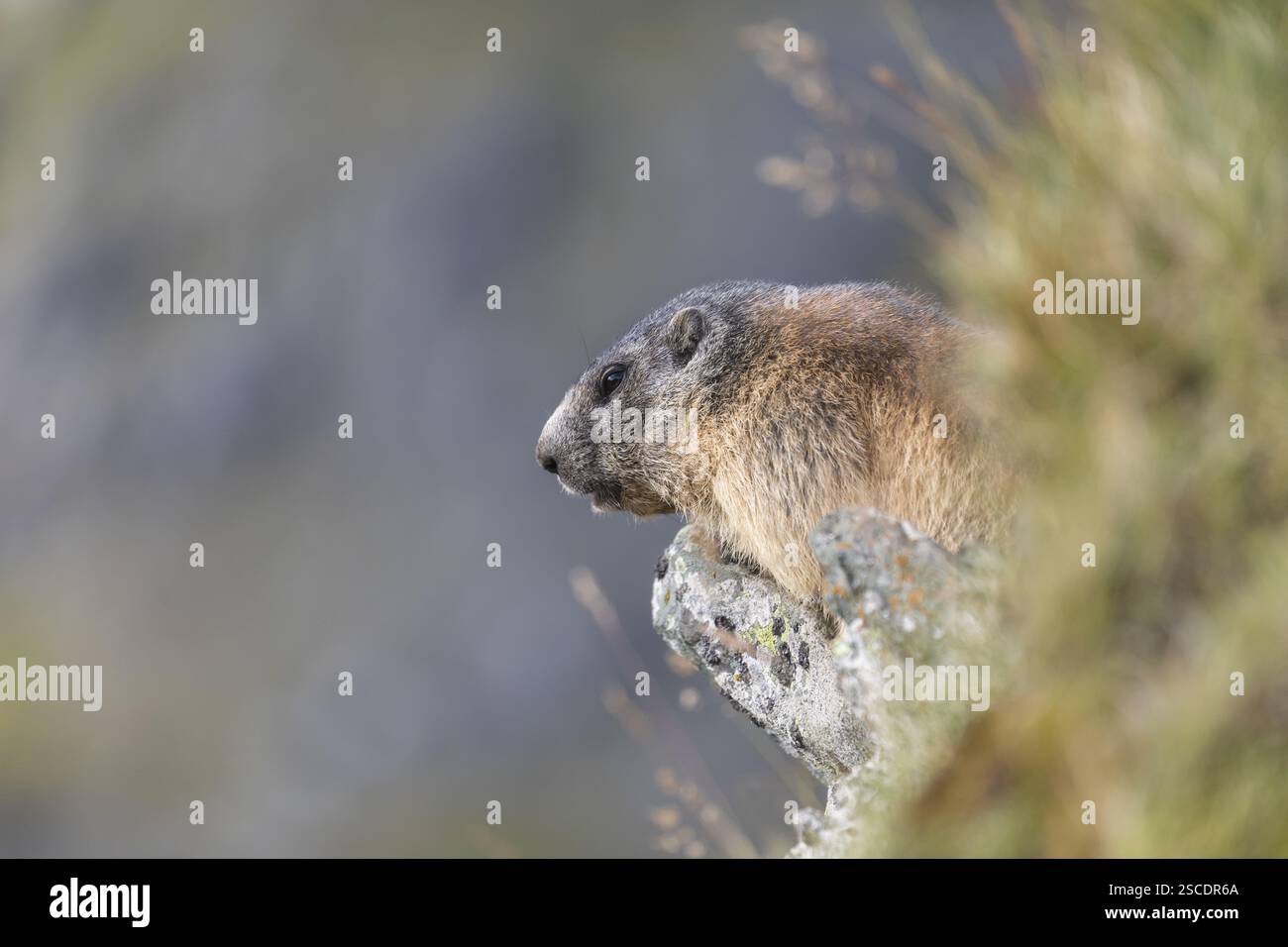 One Alpine Marmot, Marmota marmota, standing in tall grass on a cliff ...