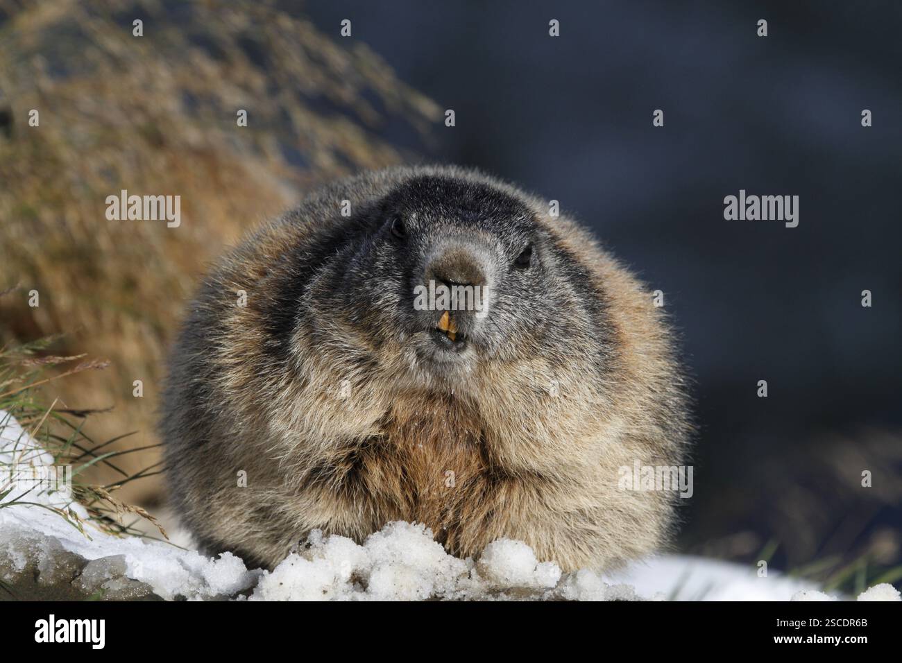 One adult Alpine Marmot, Marmota marmota, resting in snow Stock Photo - Alamy