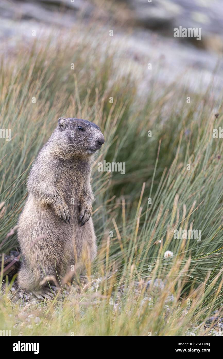 One young Alpine Marmot, Marmota marmota, standing tall between tall ...