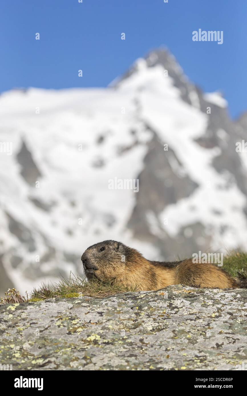 One adult Alpine Marmot, Marmota marmota, resting on on a rock. Grossglockner mountains in the ...