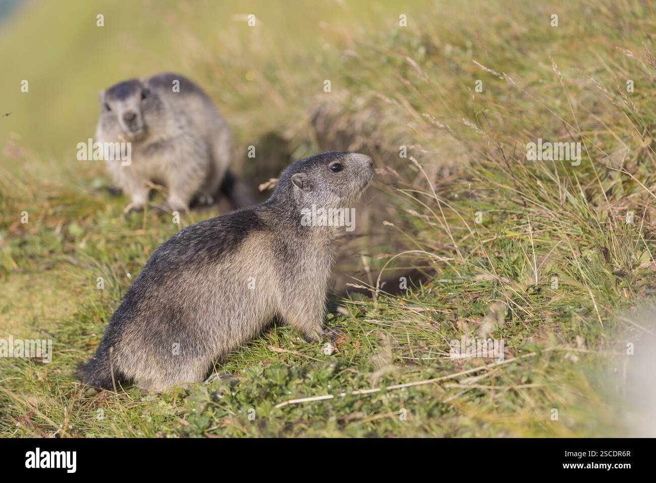 Two young Alpine Marmots, Marmota marmota, playing with each other in green grass. Grossglockner ...