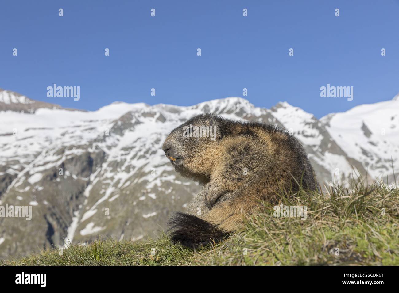 One Alpine Marmot, Marmota marmota, resting on green grass, mountains in the distant background ...
