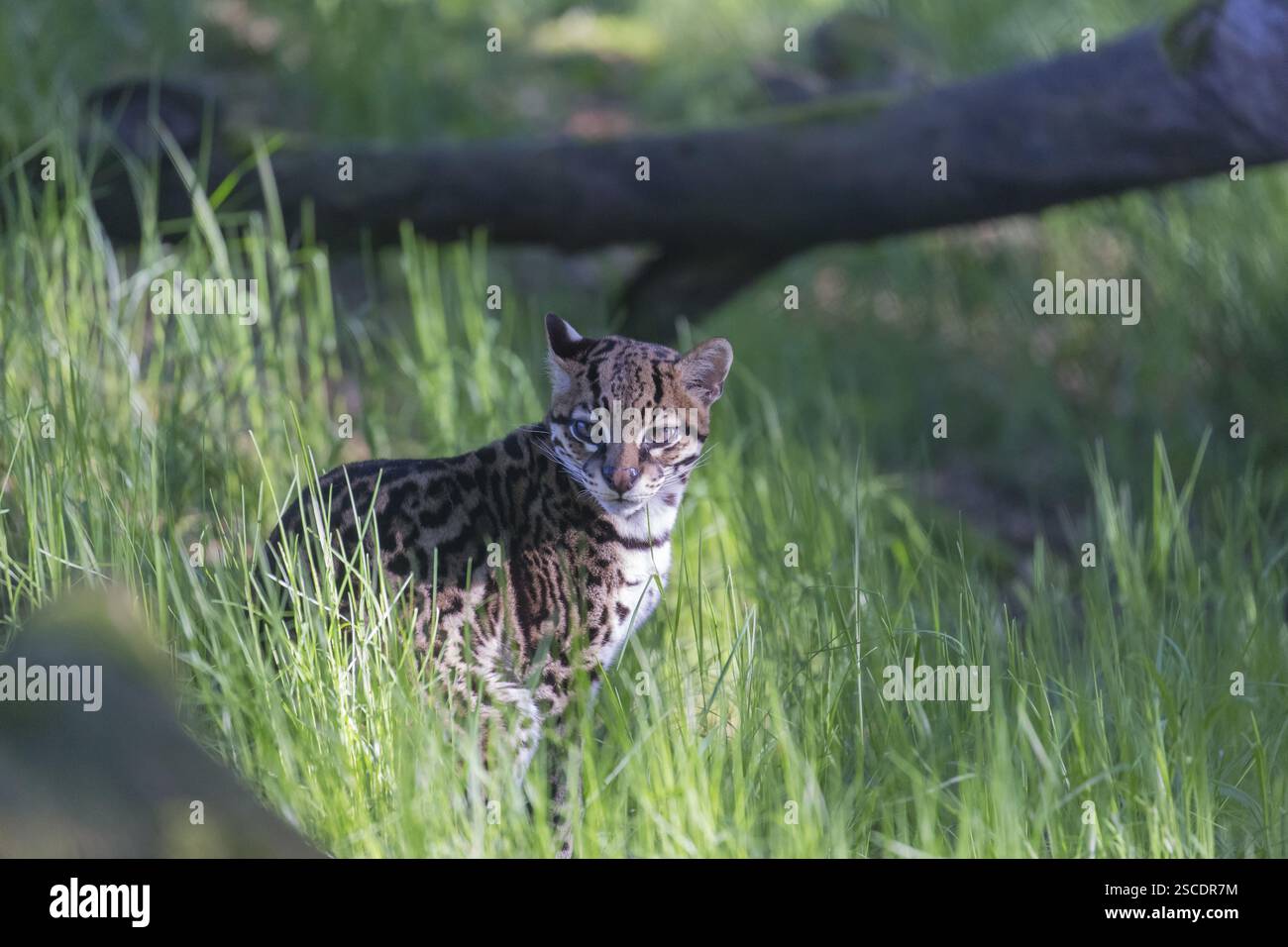 One Ocelot, Leopardus pardalis, sitting in green grass with a dead tree ...