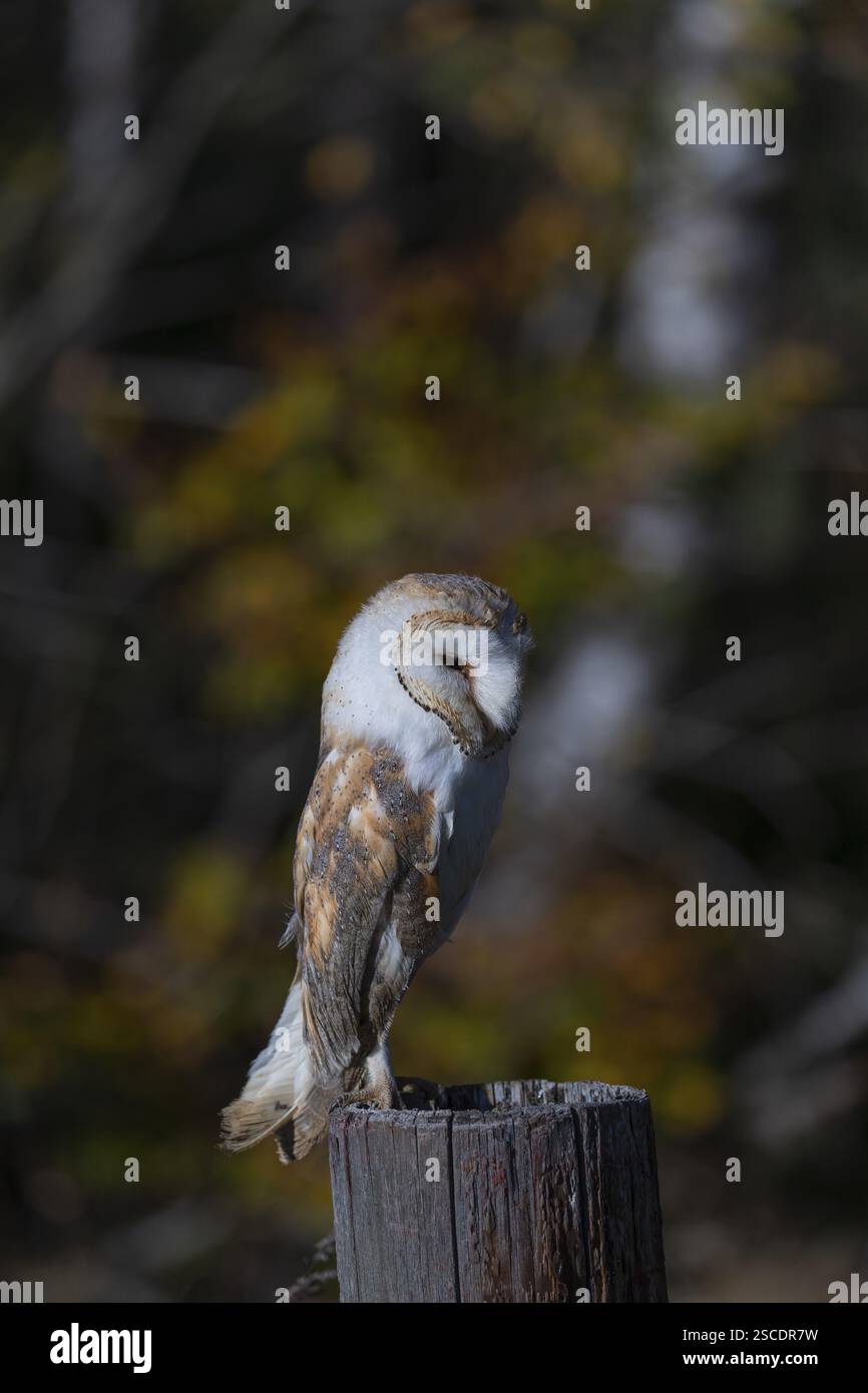 One barn owl (Tyto alba) sitting on a fence post in late evening light ...