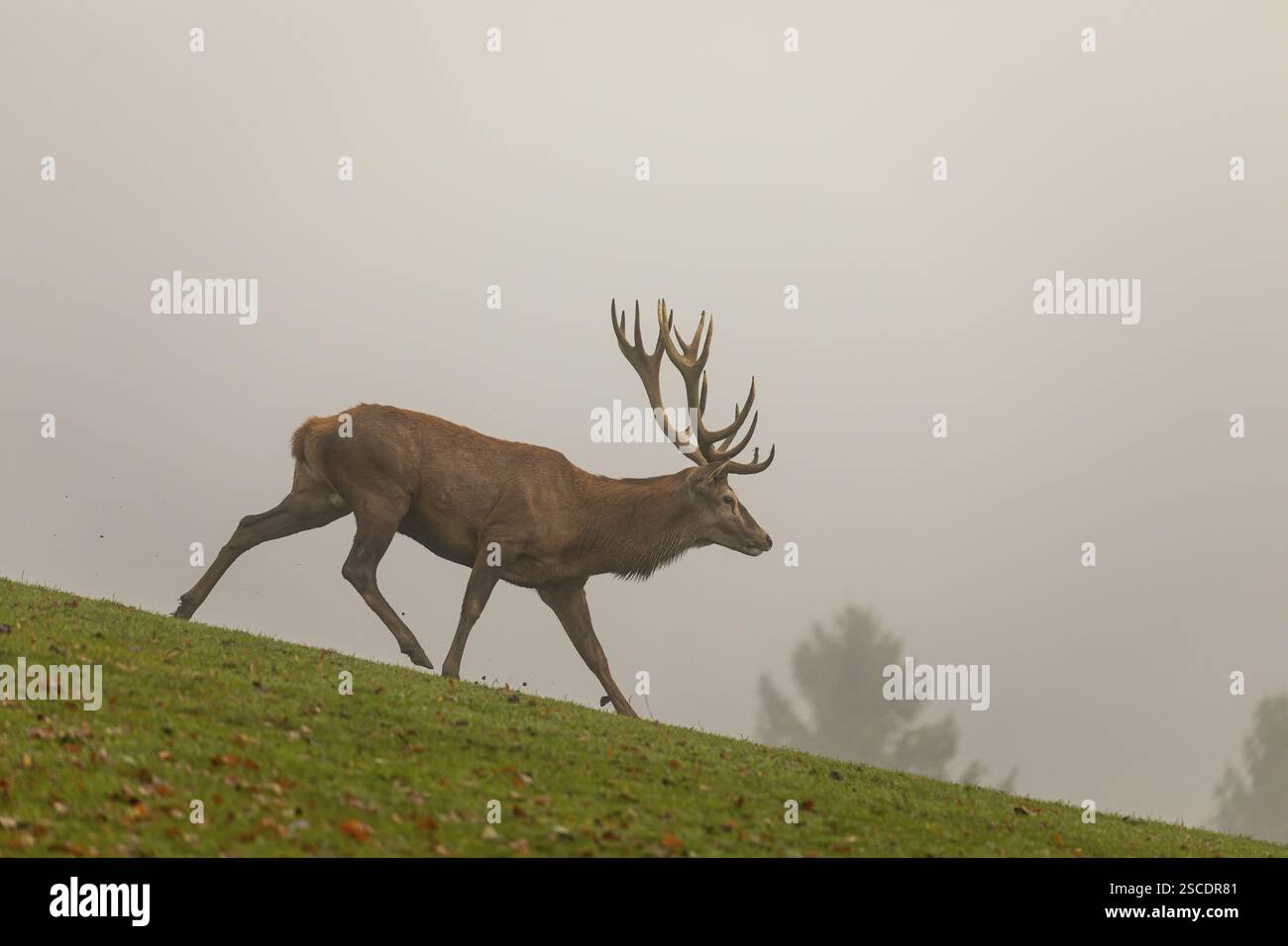 One Red Deer stag (Cervus elaphus) at the rutting season, walking on ...