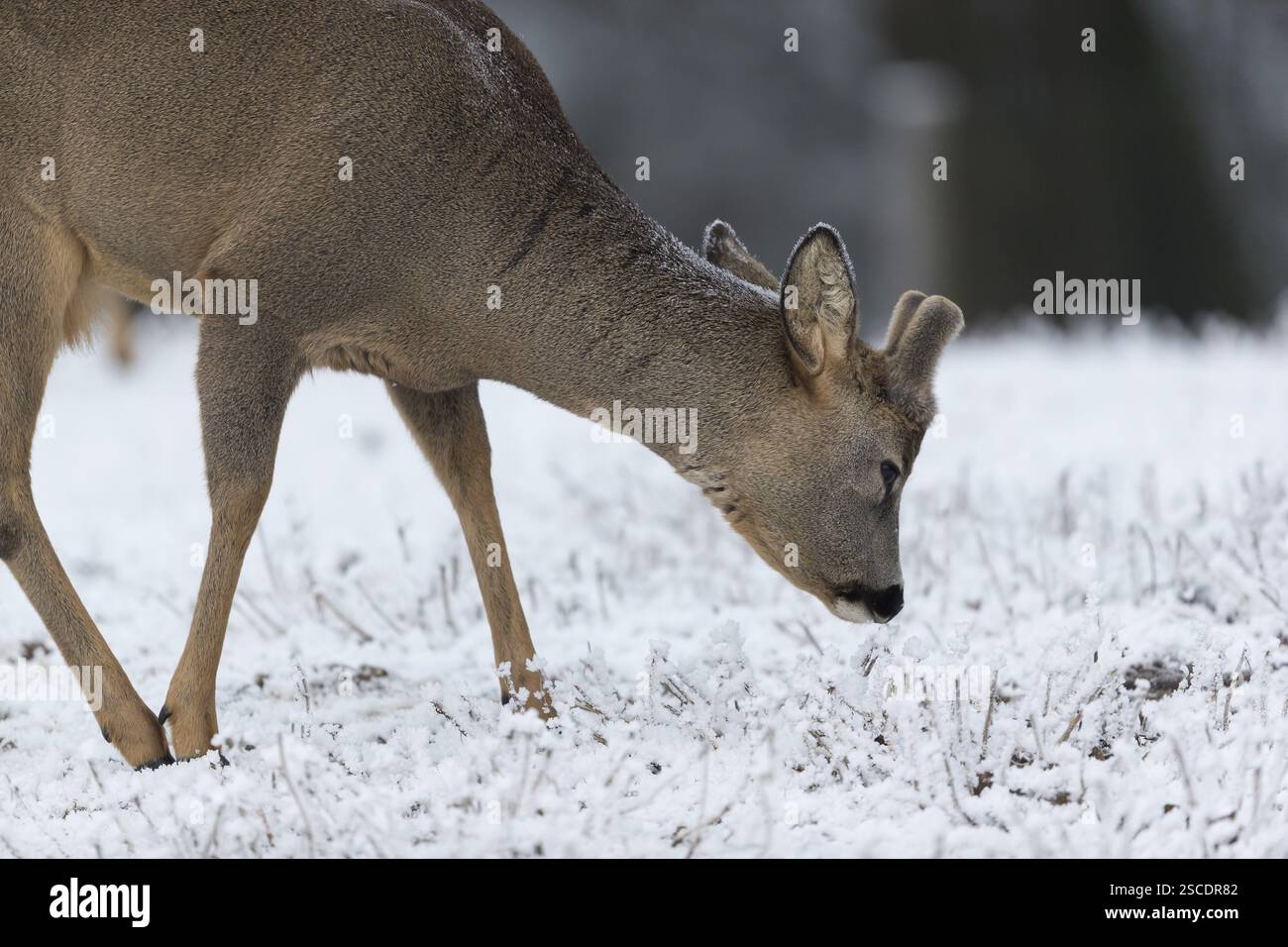 Roe deer standing in hoar frosted dead stinging nettle at minus 15 Â°C ...