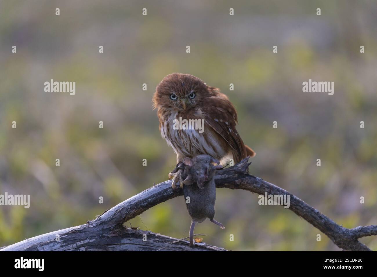 One East Brazilian pygmy owl (Glaucidium minutissimum), also known as ...