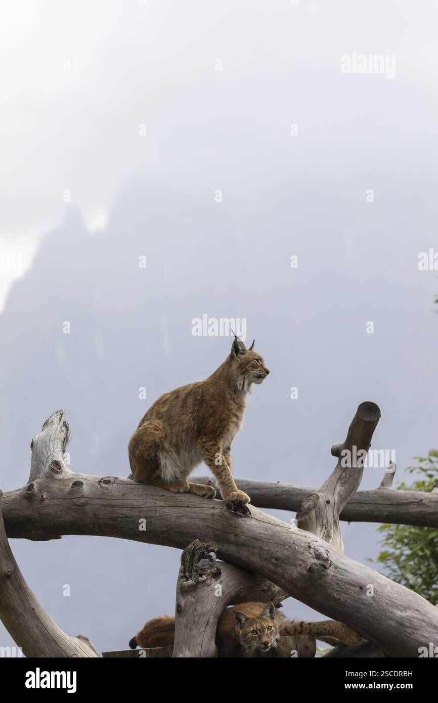 One Eurasian lynx, (Lynx lynx), standing high in a dead tree log ...