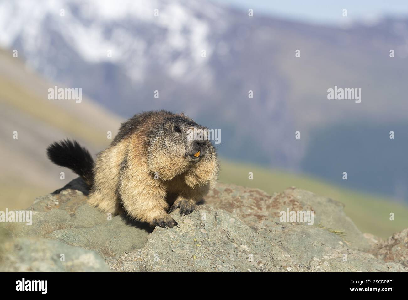 One Alpine Marmot, Marmota marmota, resting on a rock with mountains in the distant background ...