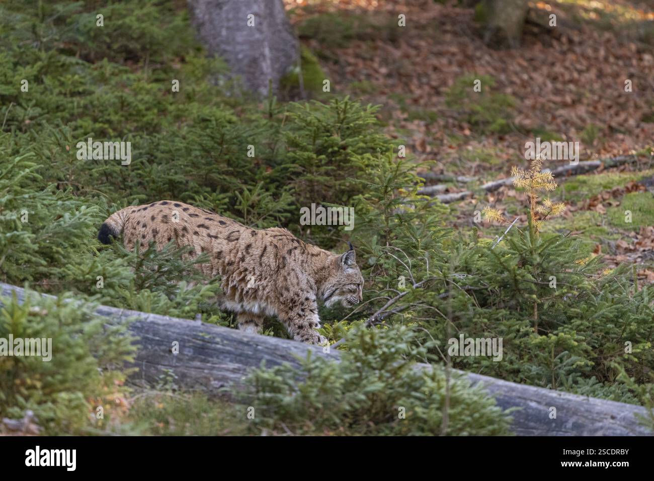One Eurasian lynx, (Lynx lynx), walking on a fallen tree. Side view ...