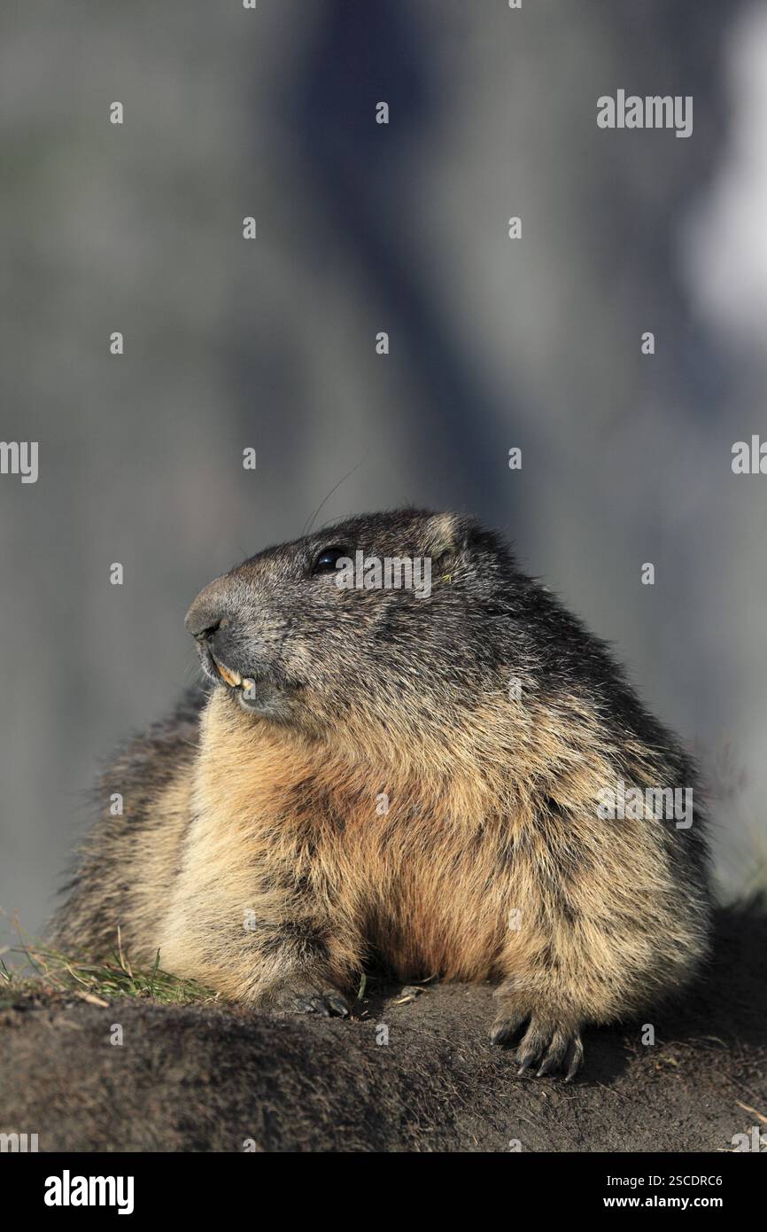One adult Alpine Marmot, Marmota marmota, resting on a rim of a soil, observing his surrounding ...