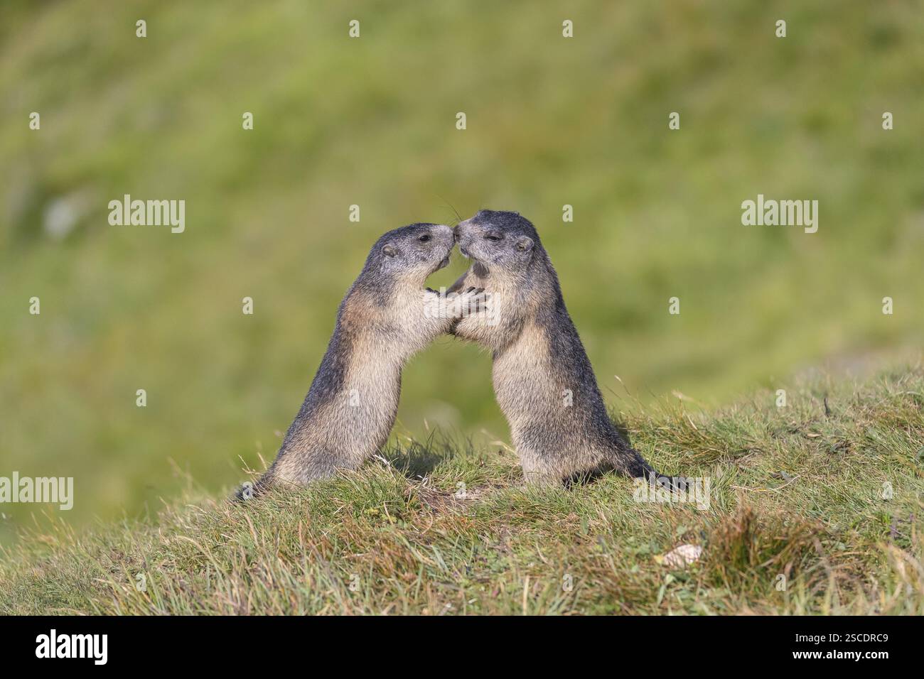 Two young Alpine Marmots, Marmota marmota, play fighting in green grass Stock Photo - Alamy