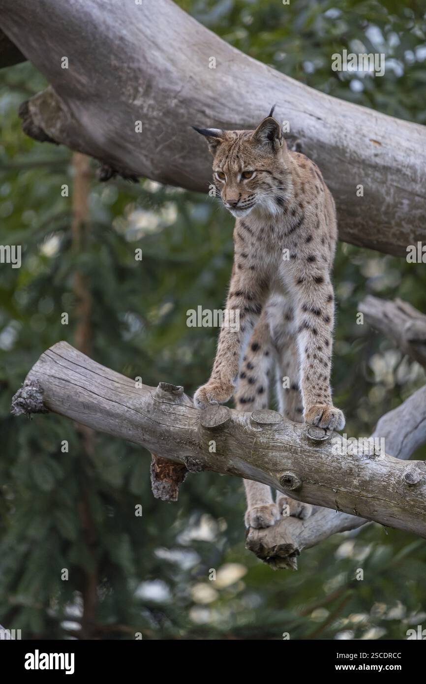 One Eurasian lynx, (Lynx lynx), sitting on a fallen tree. Frontal view ...