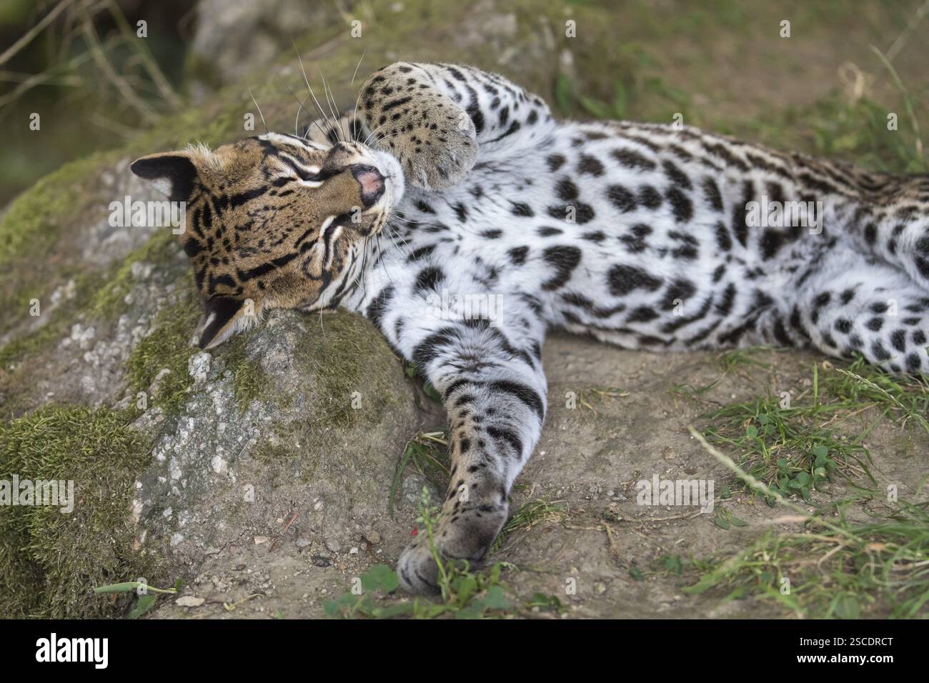 One female Ocelot, Leopardus pardalis, lying on a rock with some green ...