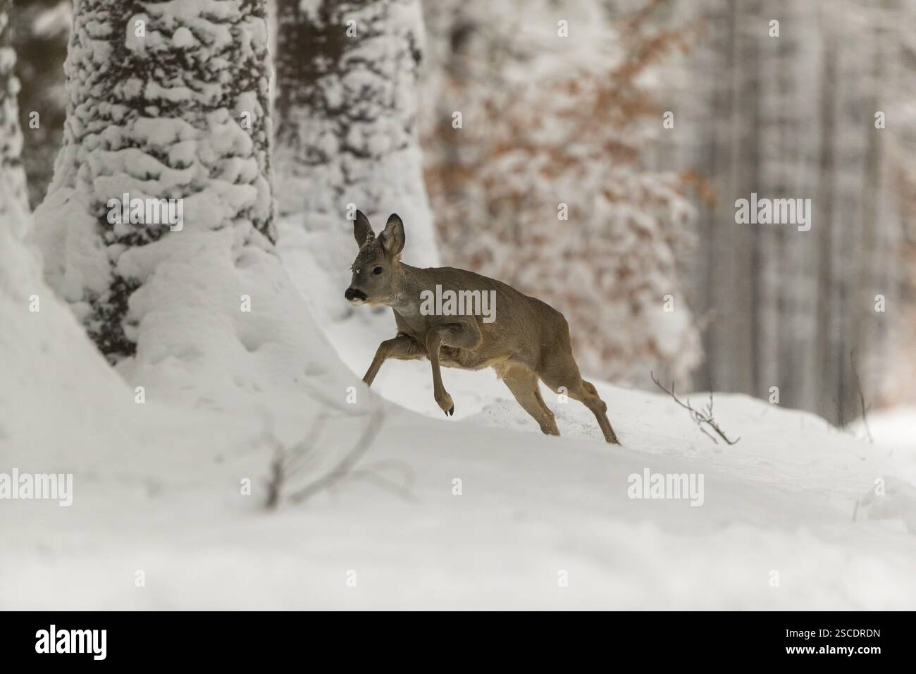 One young male Roe Deer, Roe buck (Capreolus capreolus), walking ...