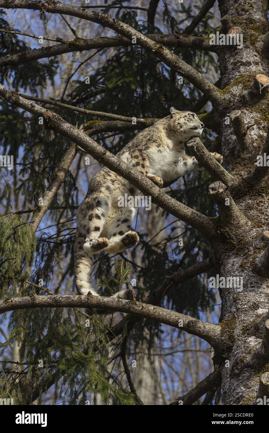 One adult snow leopard (Panthera uncia) standing high up in a tree ...