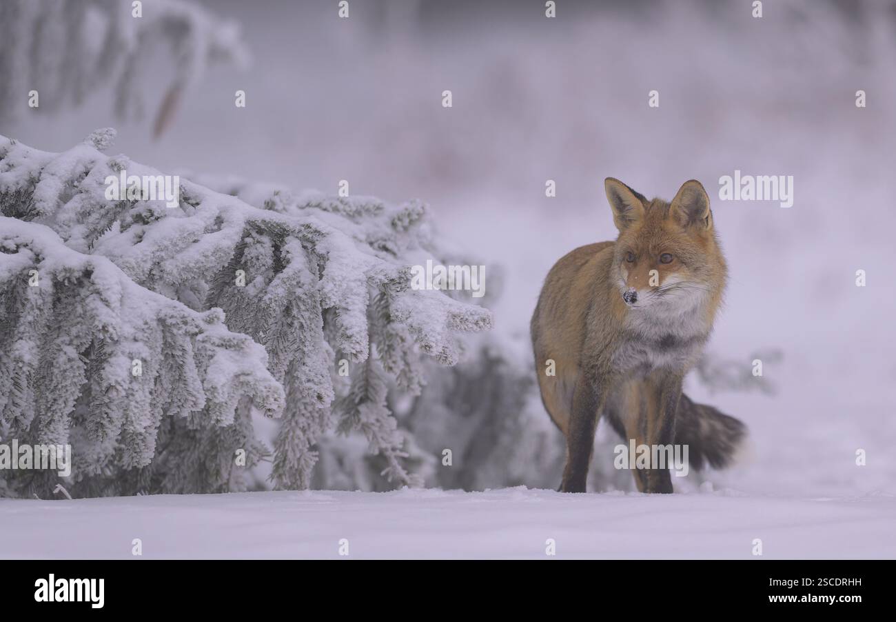Red fox (Vulpes vulpes), seeking shelter under branches on a spruce ...