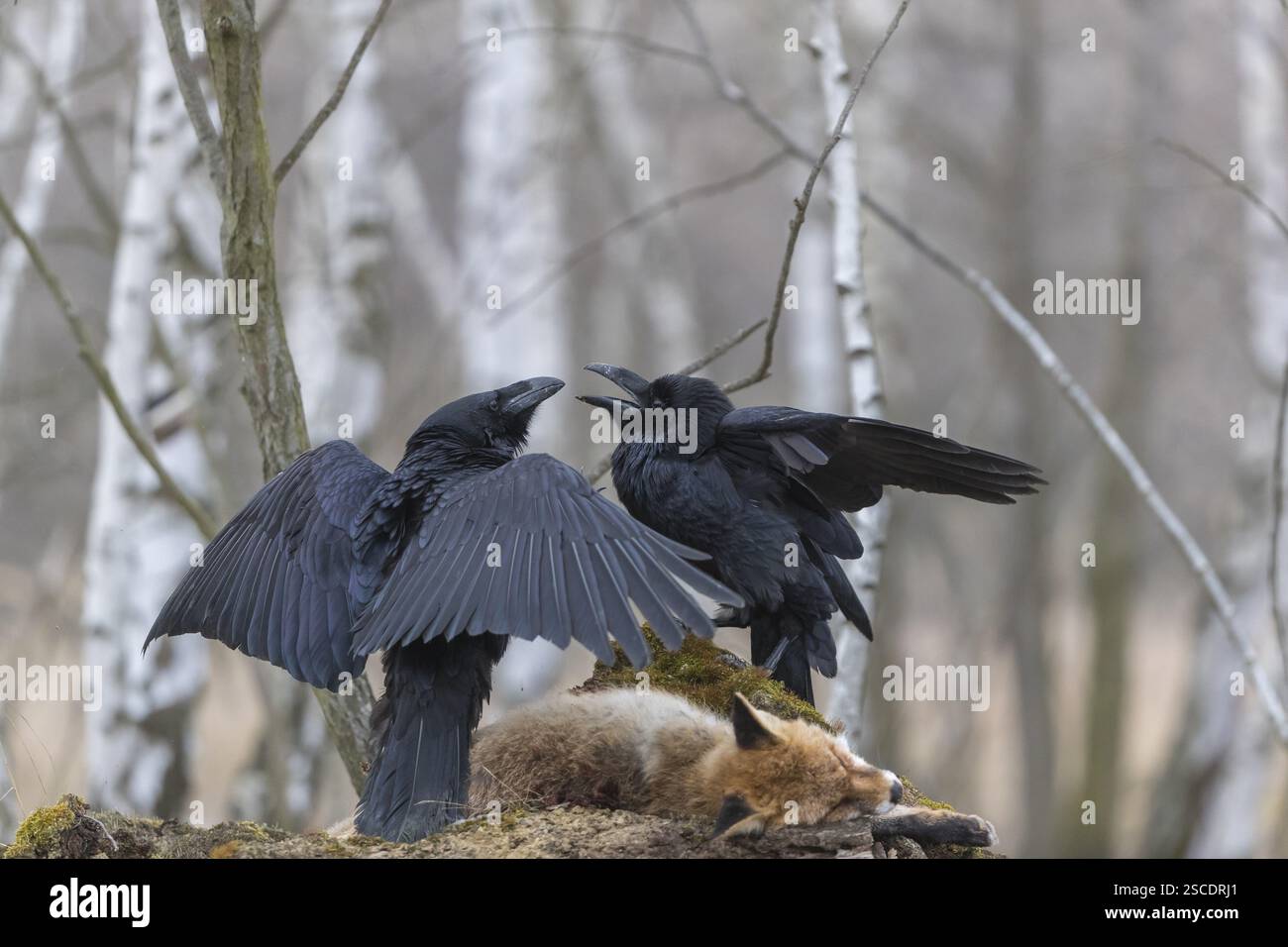Two common raven (Corvus corax), fighting and feeding on the carcass of ...
