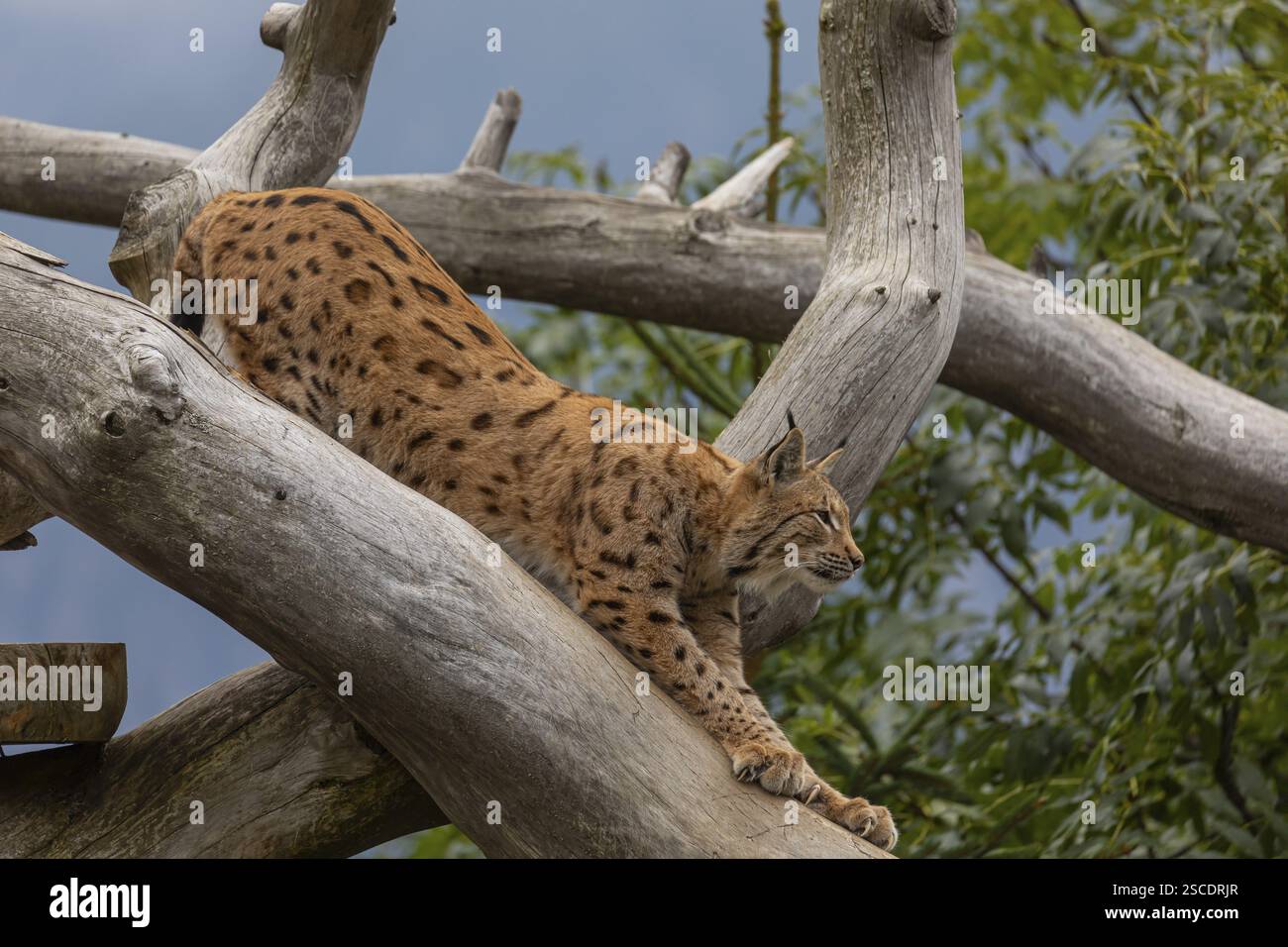 One Eurasian lynx, (Lynx lynx), walking down a fallen tree. Side view ...