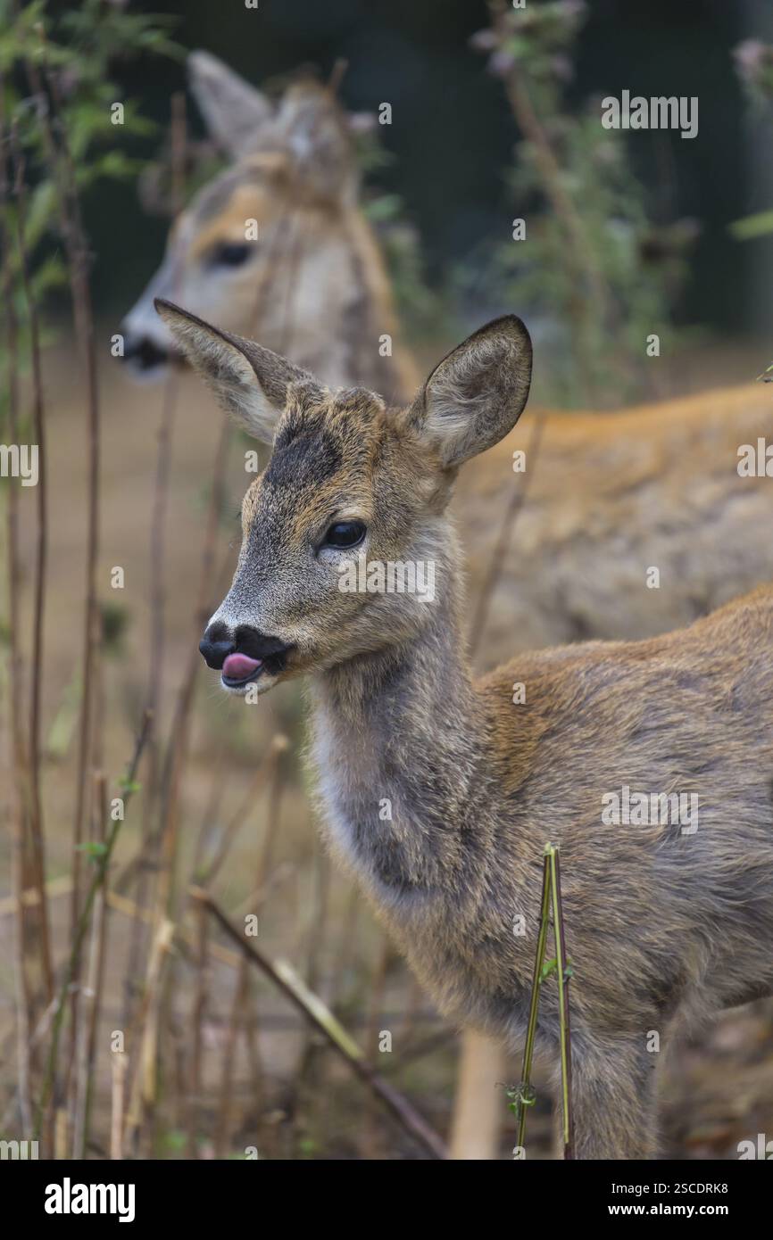 One female and one male Roe Deer, (Capreolus capreolus), standing side by side in dry stinging ...