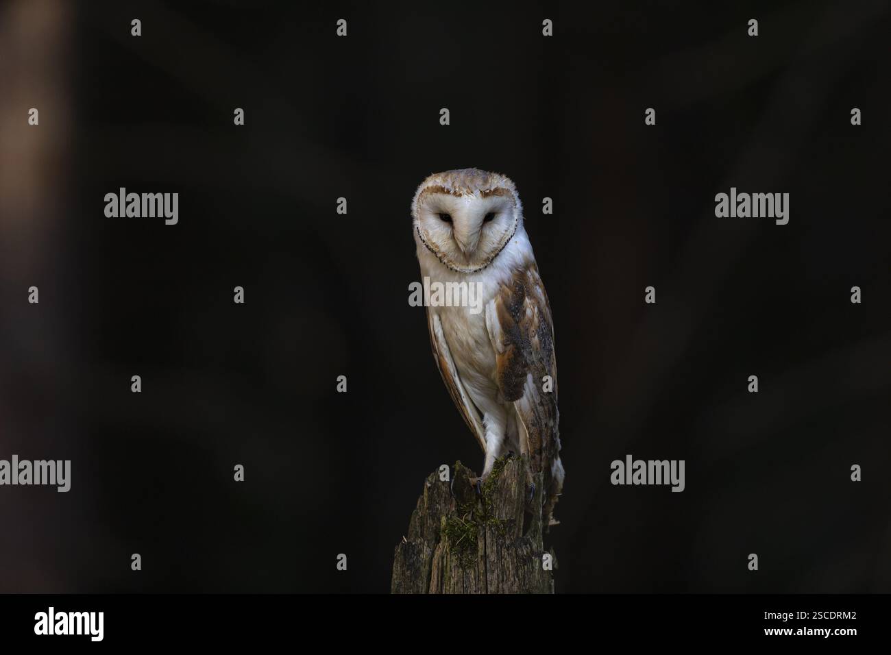 One barn owl (Tyto alba) sitting on a stump of atree in late evening ...