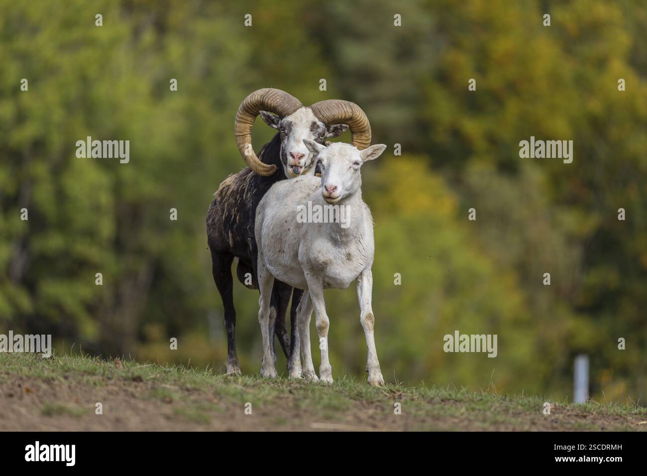 One male snow sheep (Ovis nivicola), or Siberian bighorn sheep checks ...