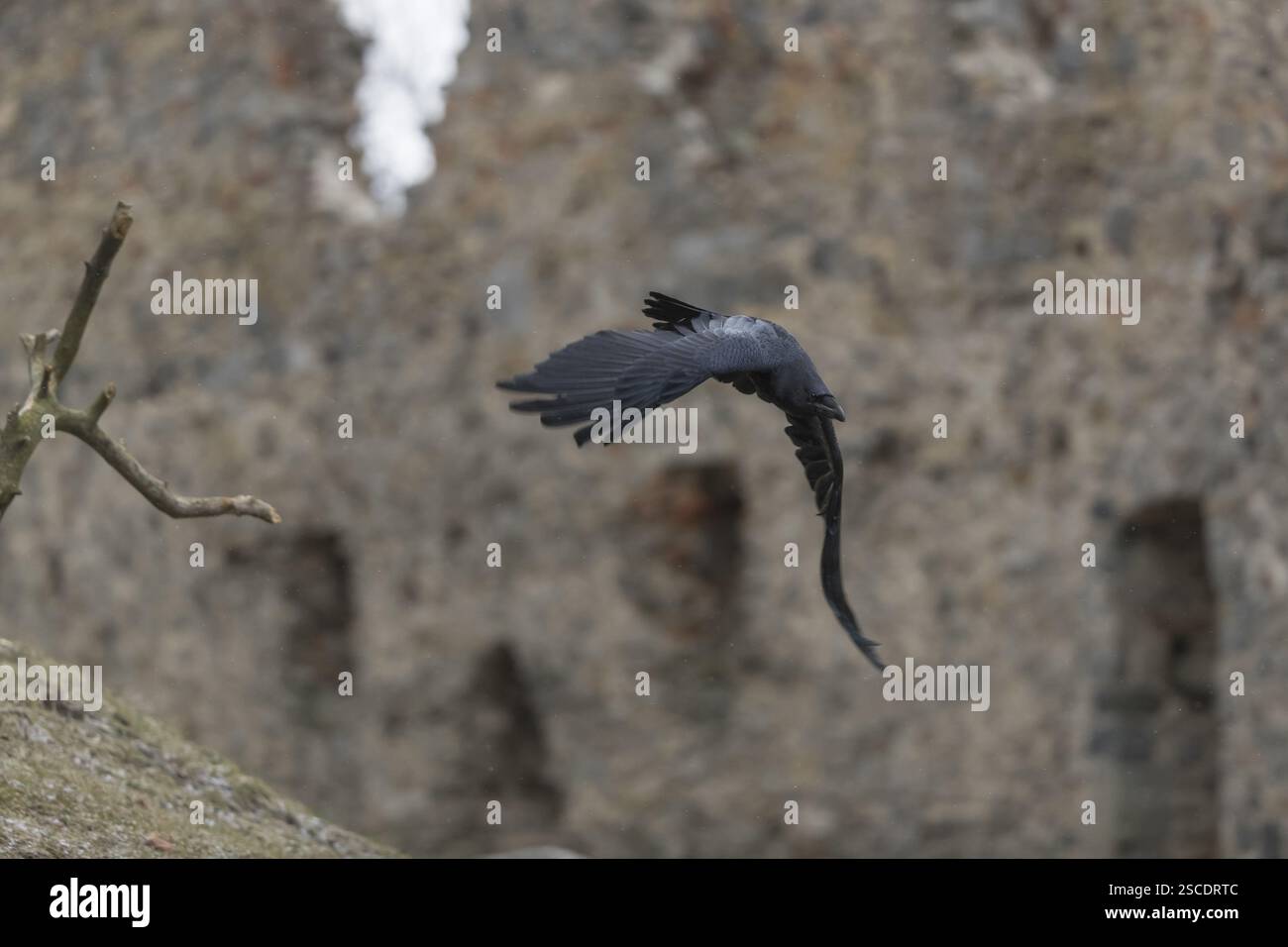 One common raven (Corvus corax), flying between the walls of a ruin of ...