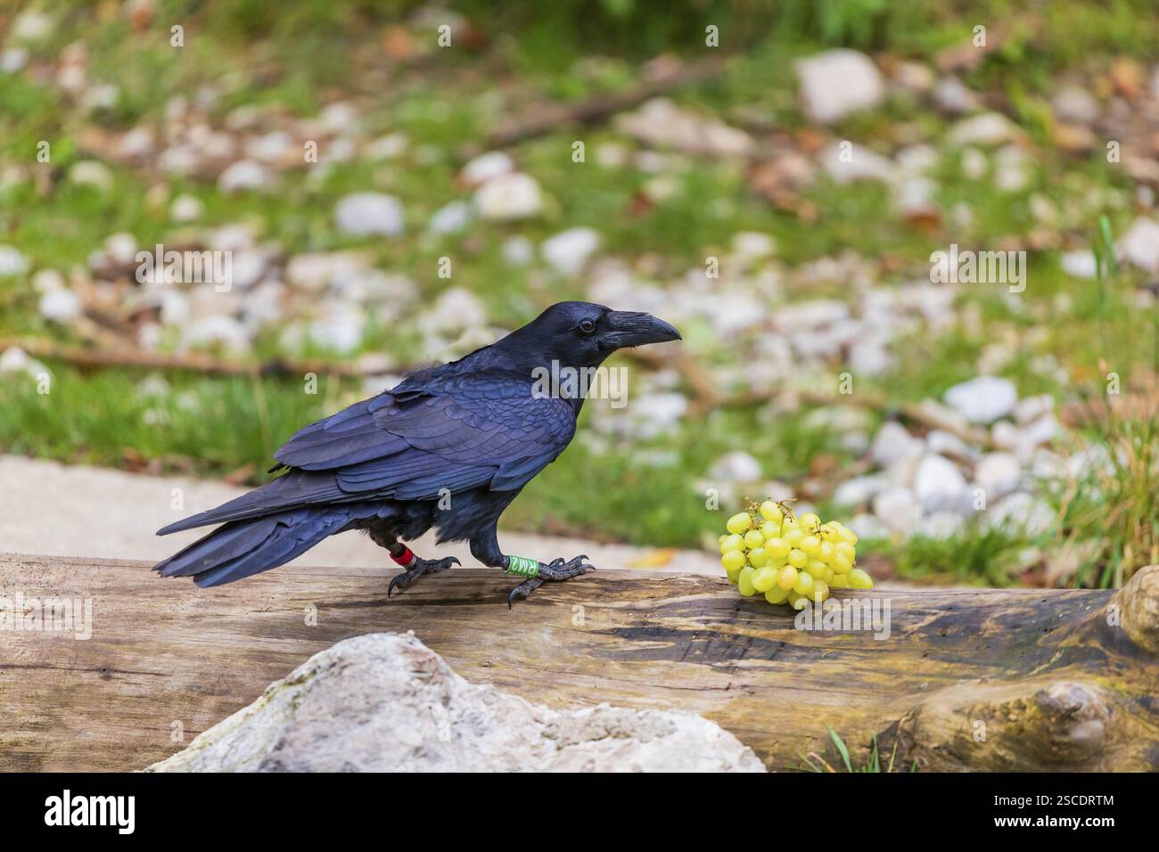 One common raven (Corvus corax) stands on a log and tries to steal a ...