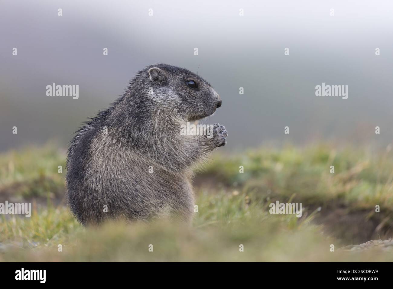 One young Alpine Marmot, Marmota marmota, sitting in green grass ...
