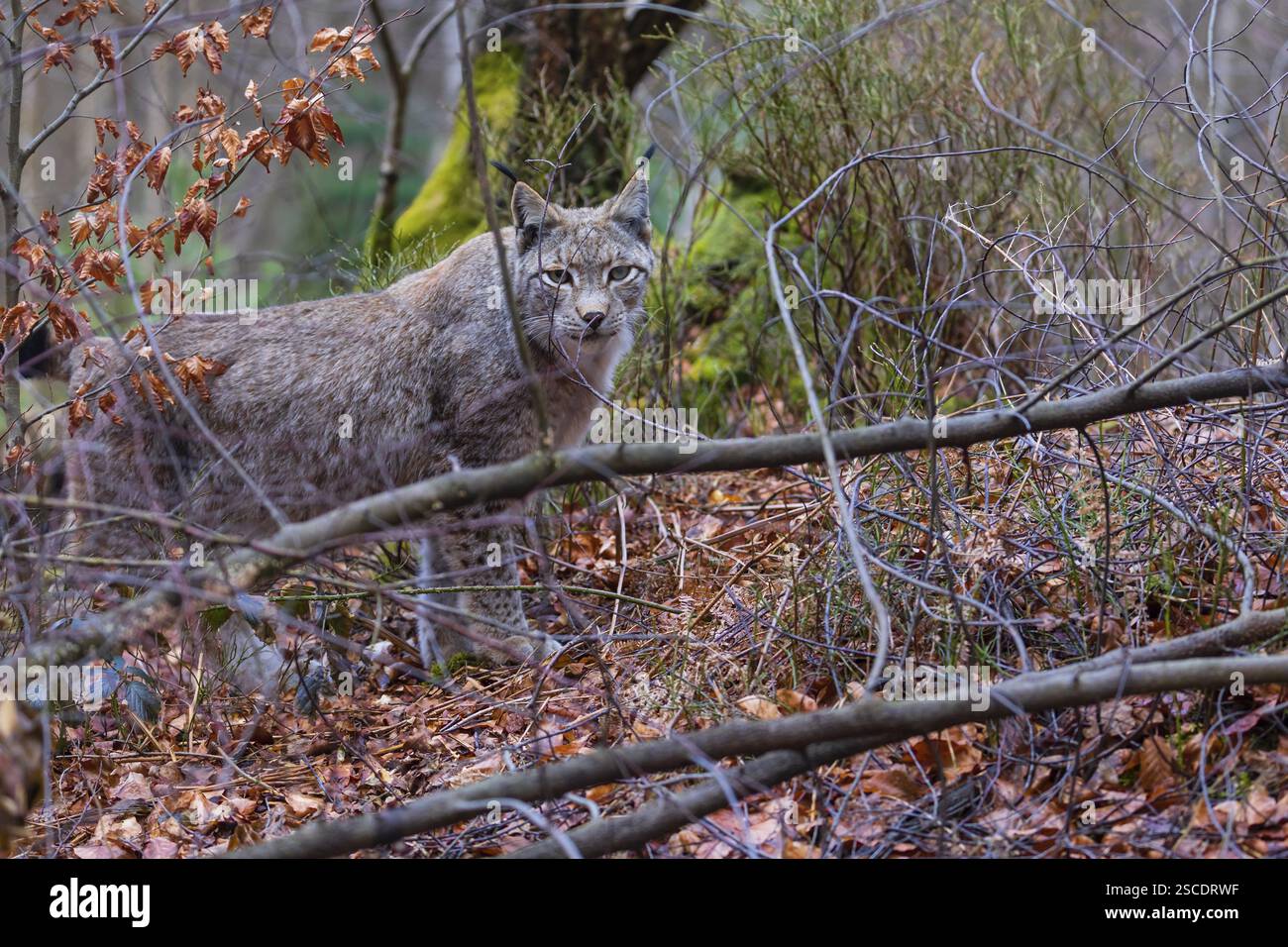 One adult Eurasian lynx, (Lynx lynx), sitting in the undergrowth of a ...
