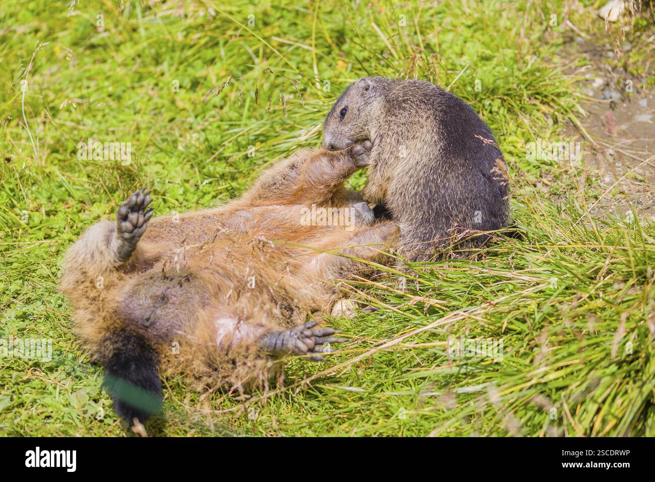One adult Alpine Marmot, Marmota marmota, and one young marmot playing with each other Stock ...