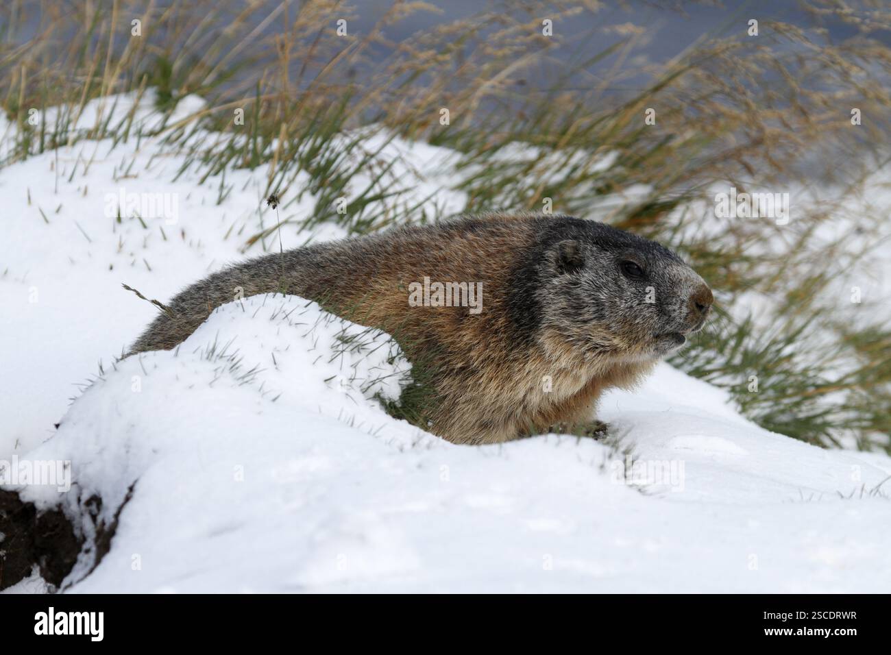 One adult Alpine Marmot, Marmota marmota, resting in snow Stock Photo - Alamy