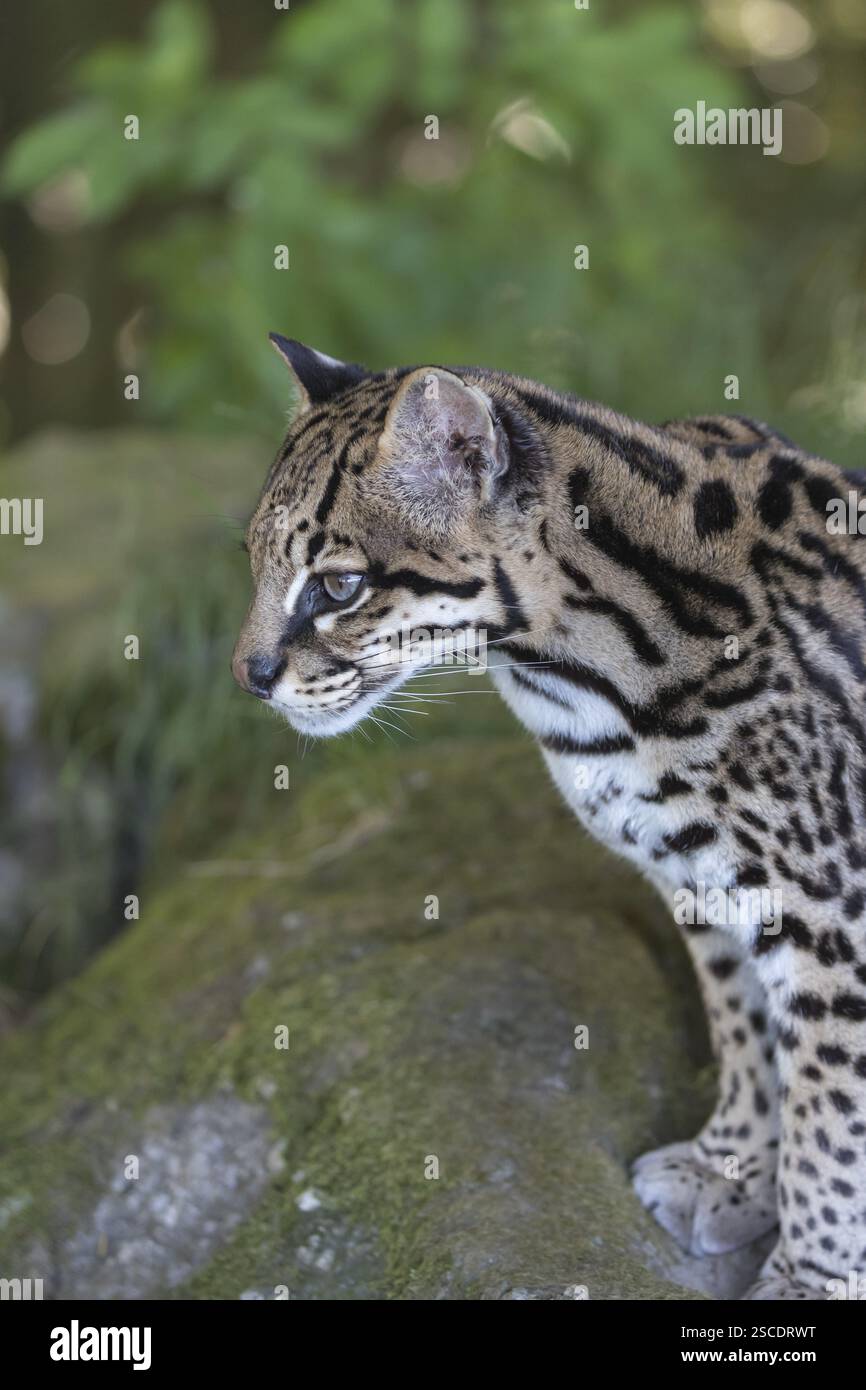 One Ozelot, Leopardus pardalis, side portrait with green vegetation in ...