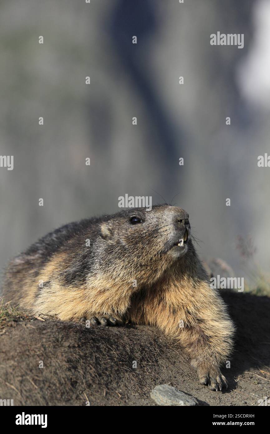One adult Alpine Marmot, Marmota marmota, resting on a rim of a soil, observing his surrounding ...