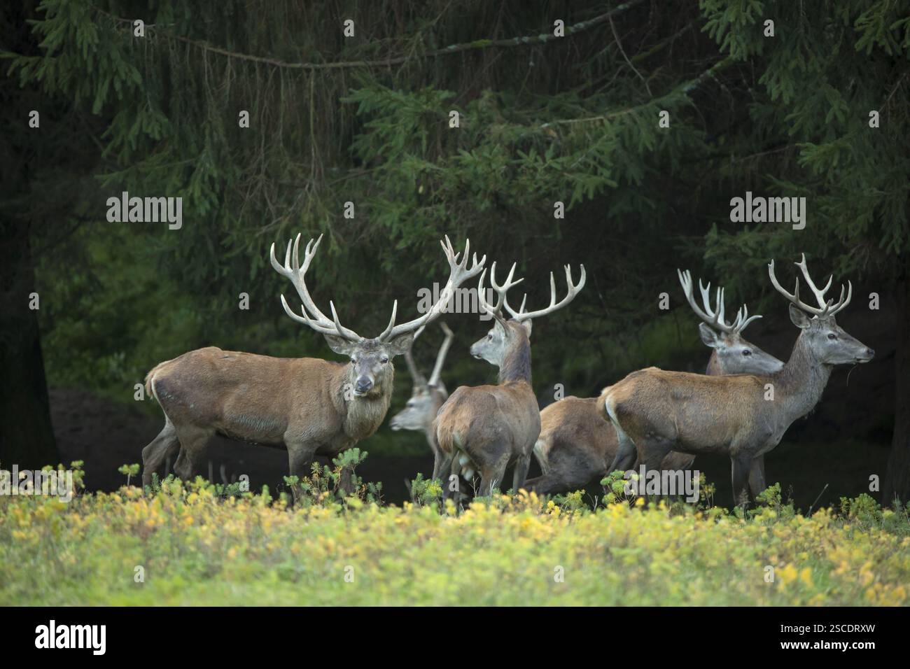 Red Deer stag at the rutting season. With trees in background Stock ...