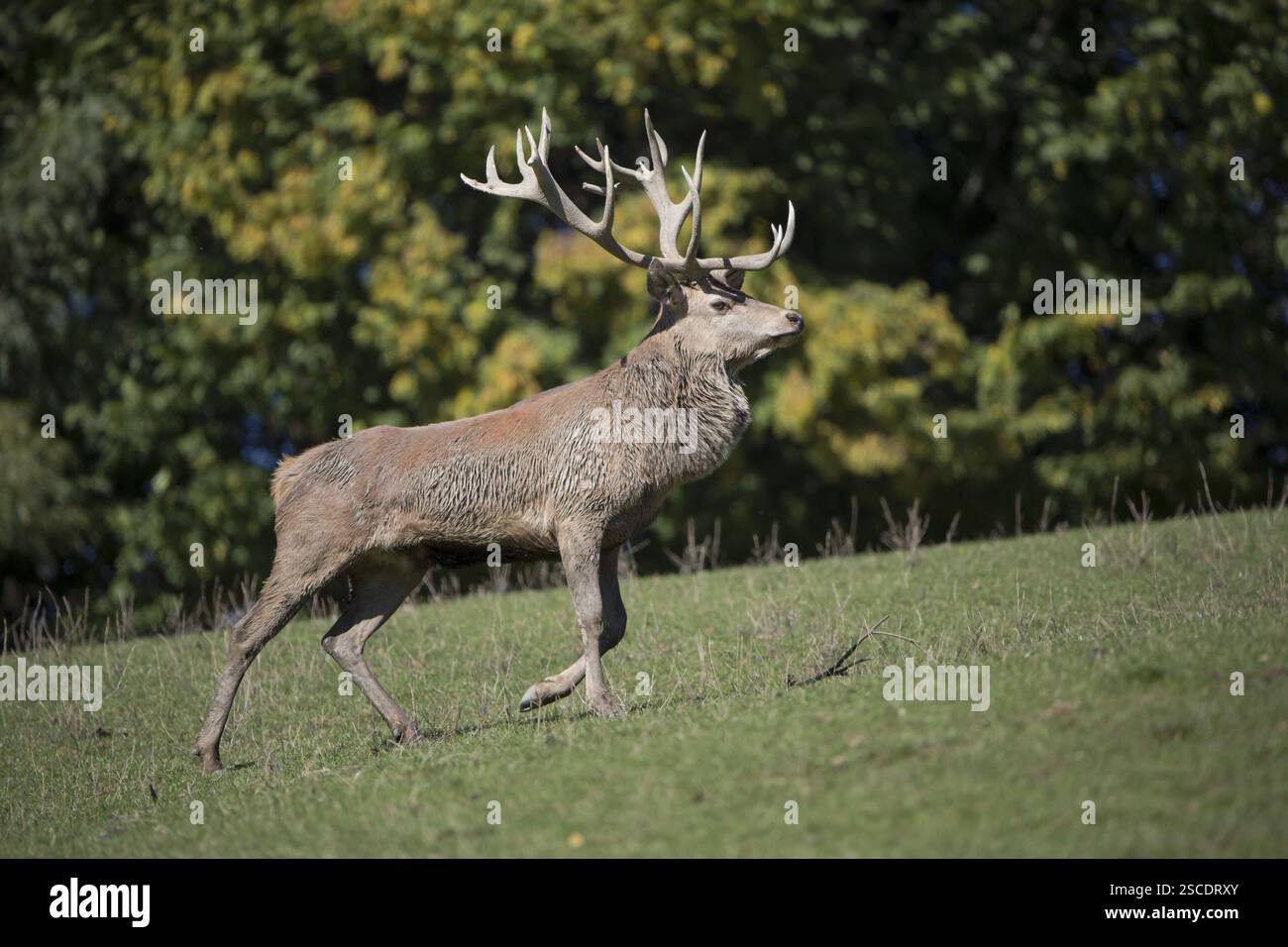 Red Deer stag at the rutting season, mud covered.. With trees in ...