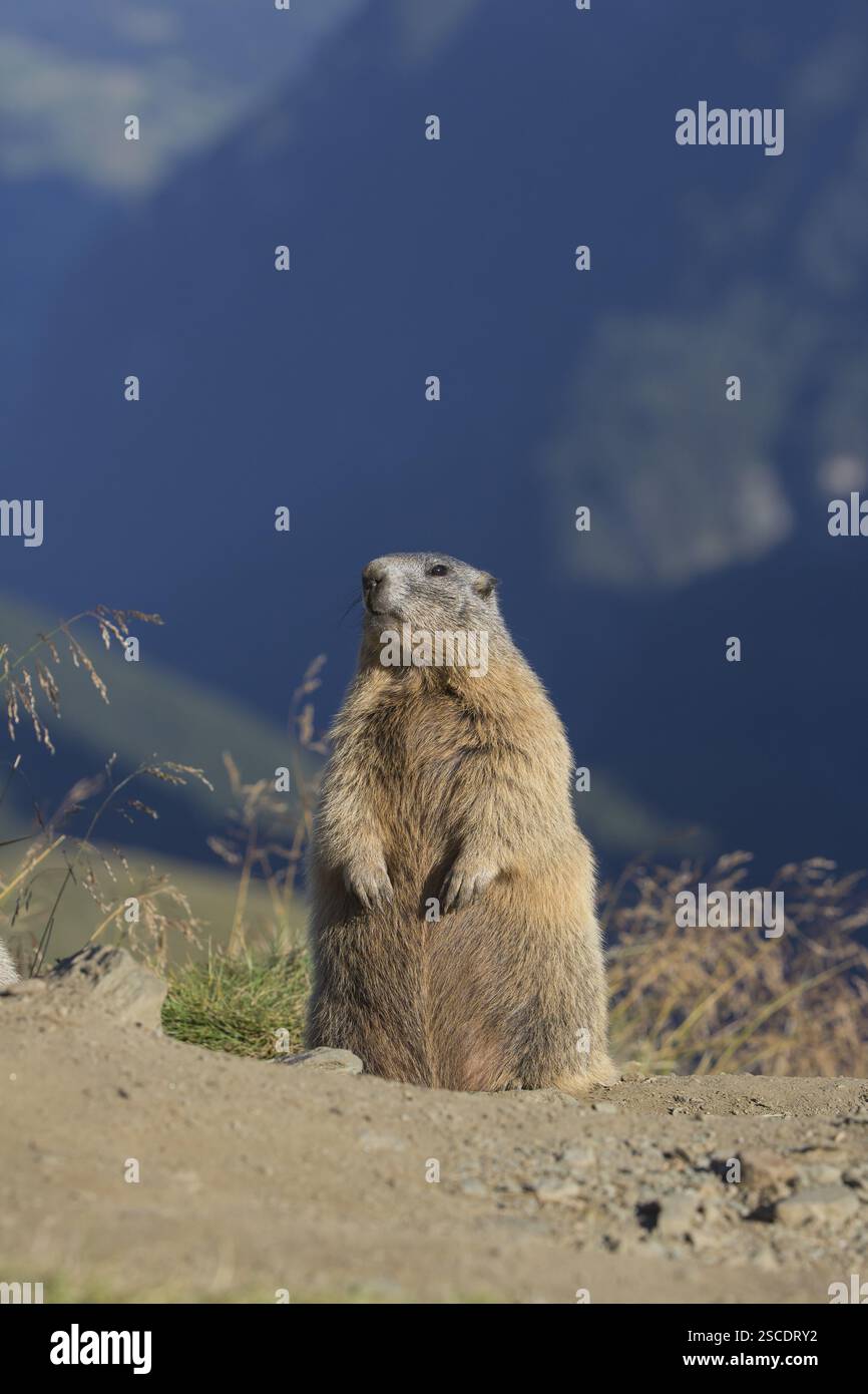 One adult Alpine Marmot, Marmota marmota, sitting erected on a rim of a ...