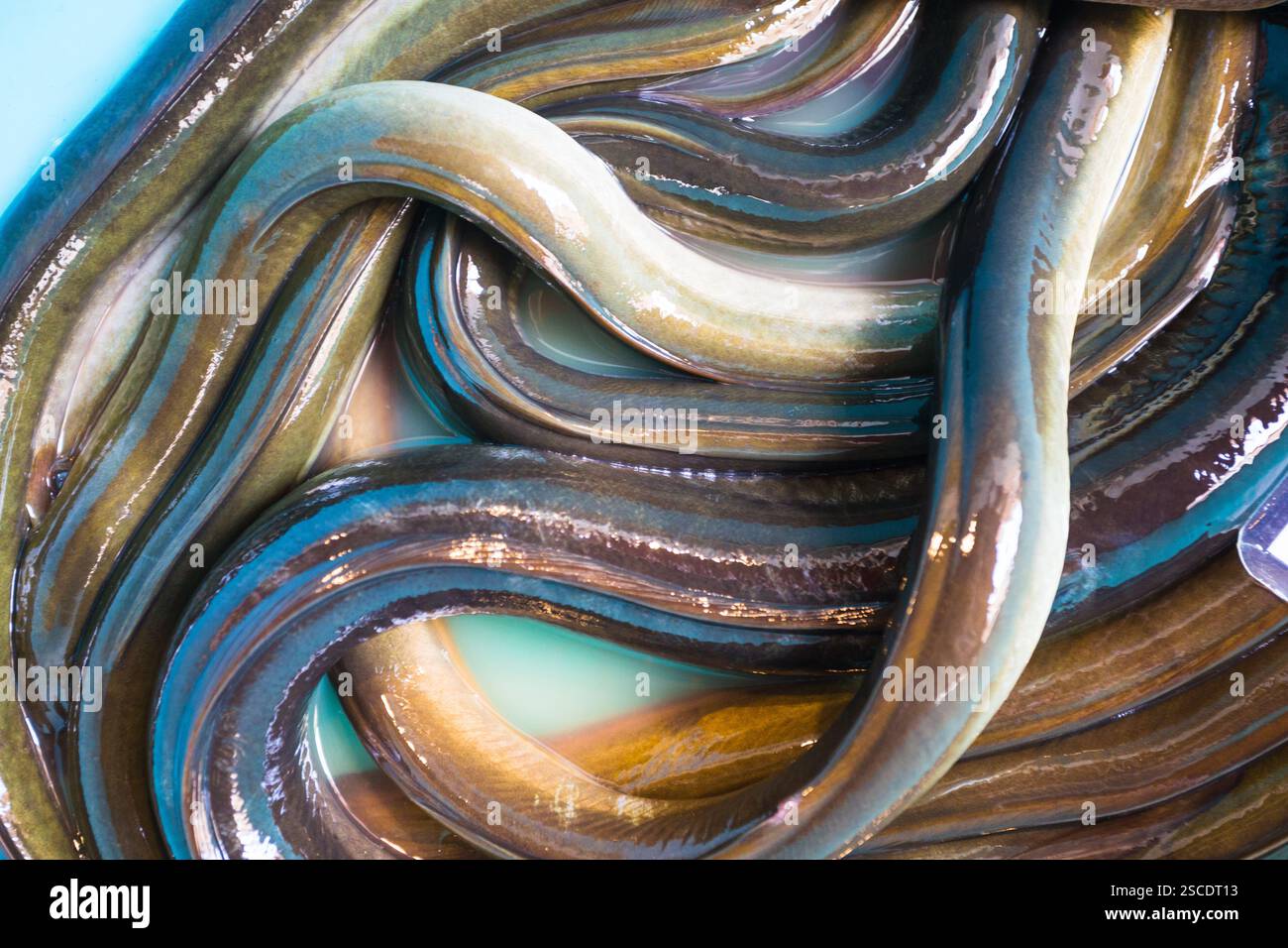 Lot of eels in the fish market in Turkey Stock Photo - Alamy