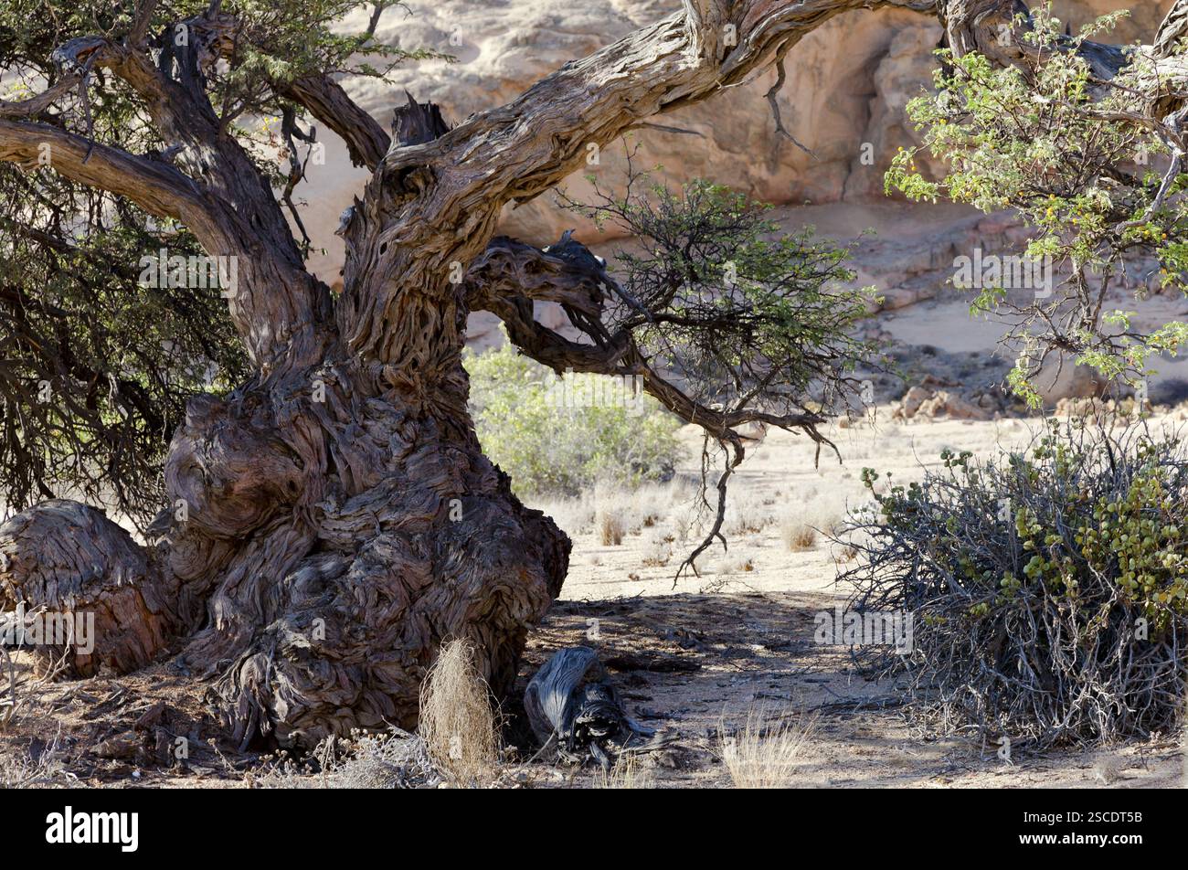 Old, gnarled tree structure in a dry desert landscape with rocks in the ...