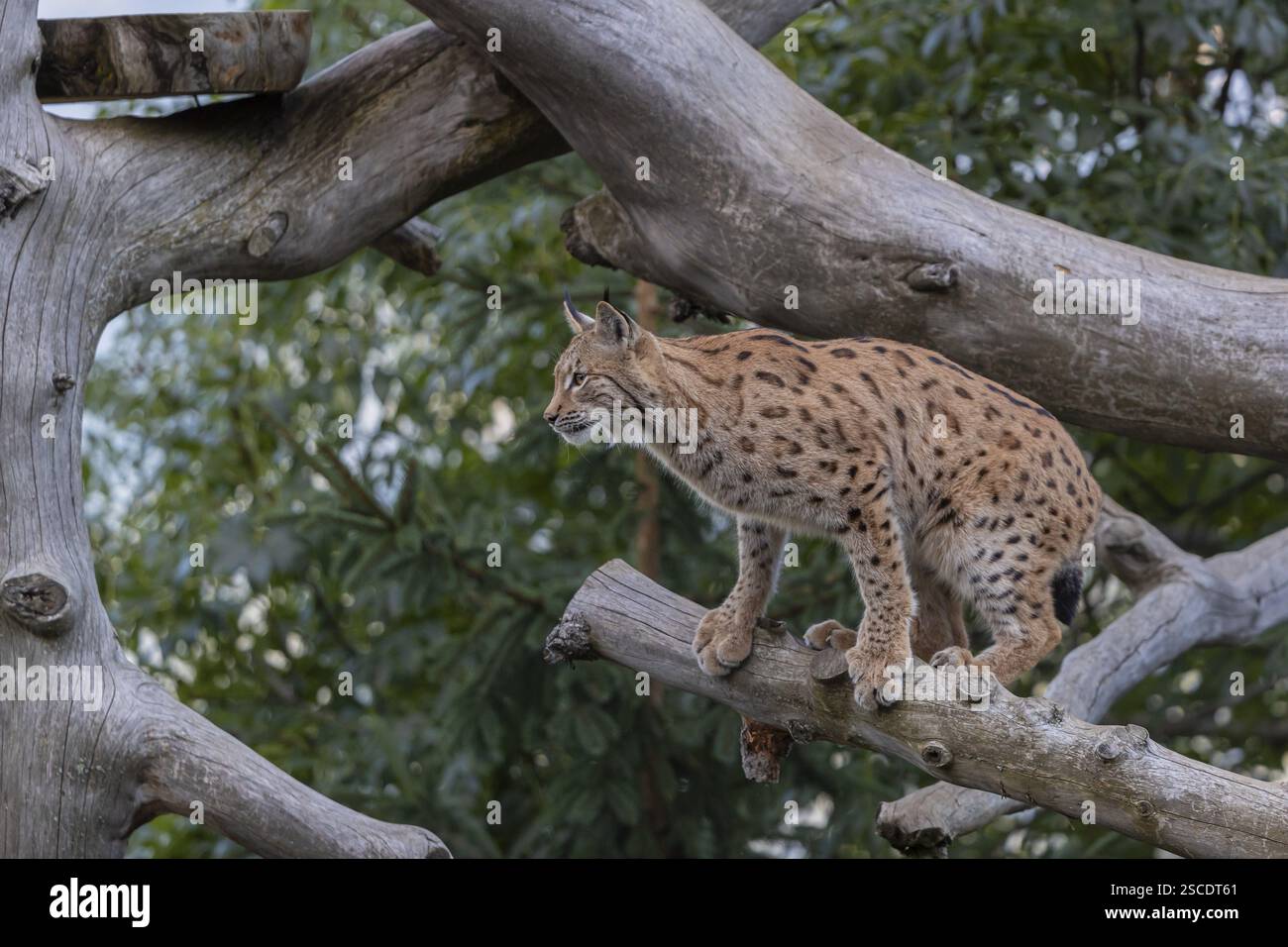 One Eurasian lynx, (Lynx lynx), climbing on a fallen tree, trying to ...