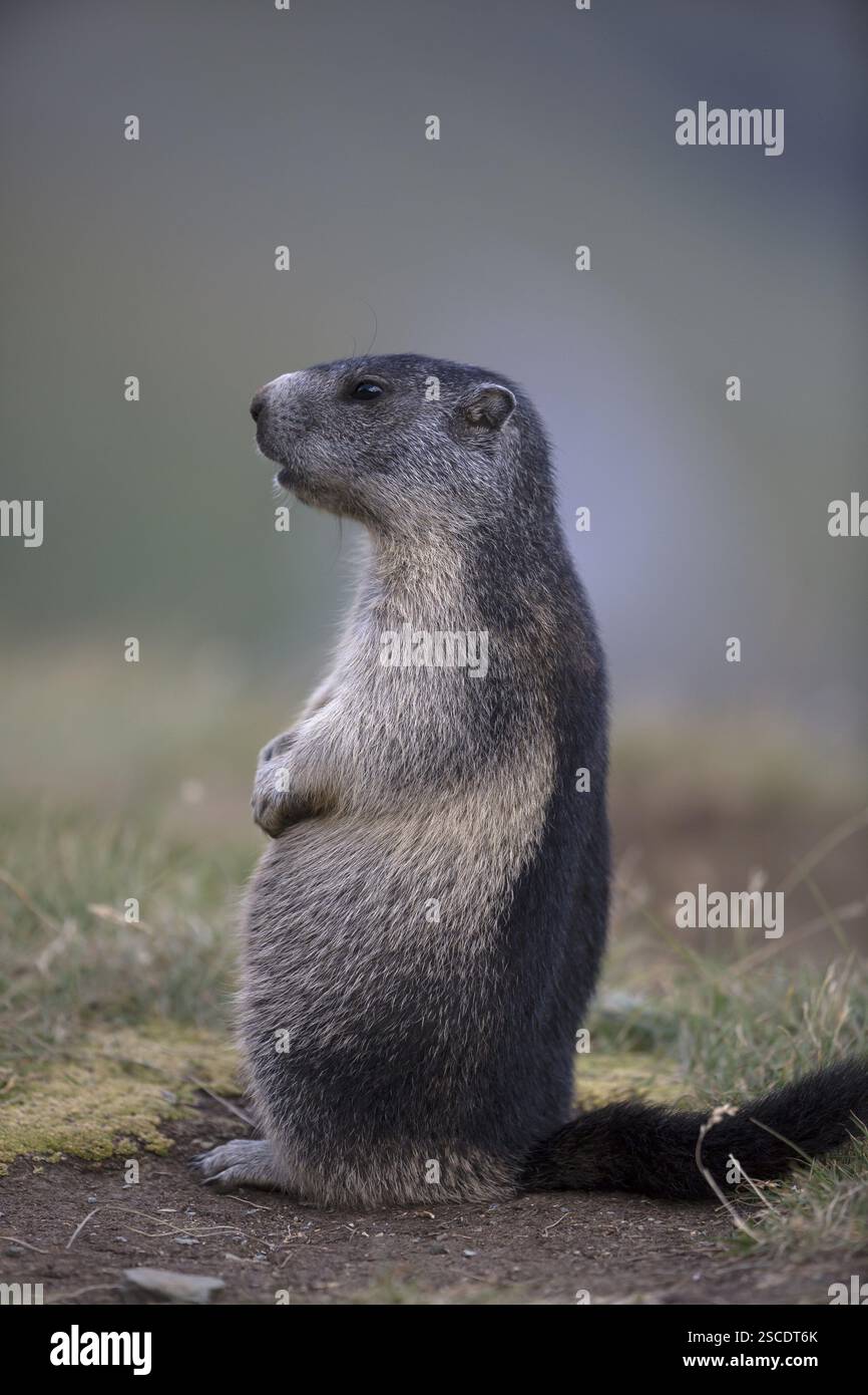 One adult Alpine Marmot, Marmota marmota, sitting erected. Grossglockner mountain range in the ...